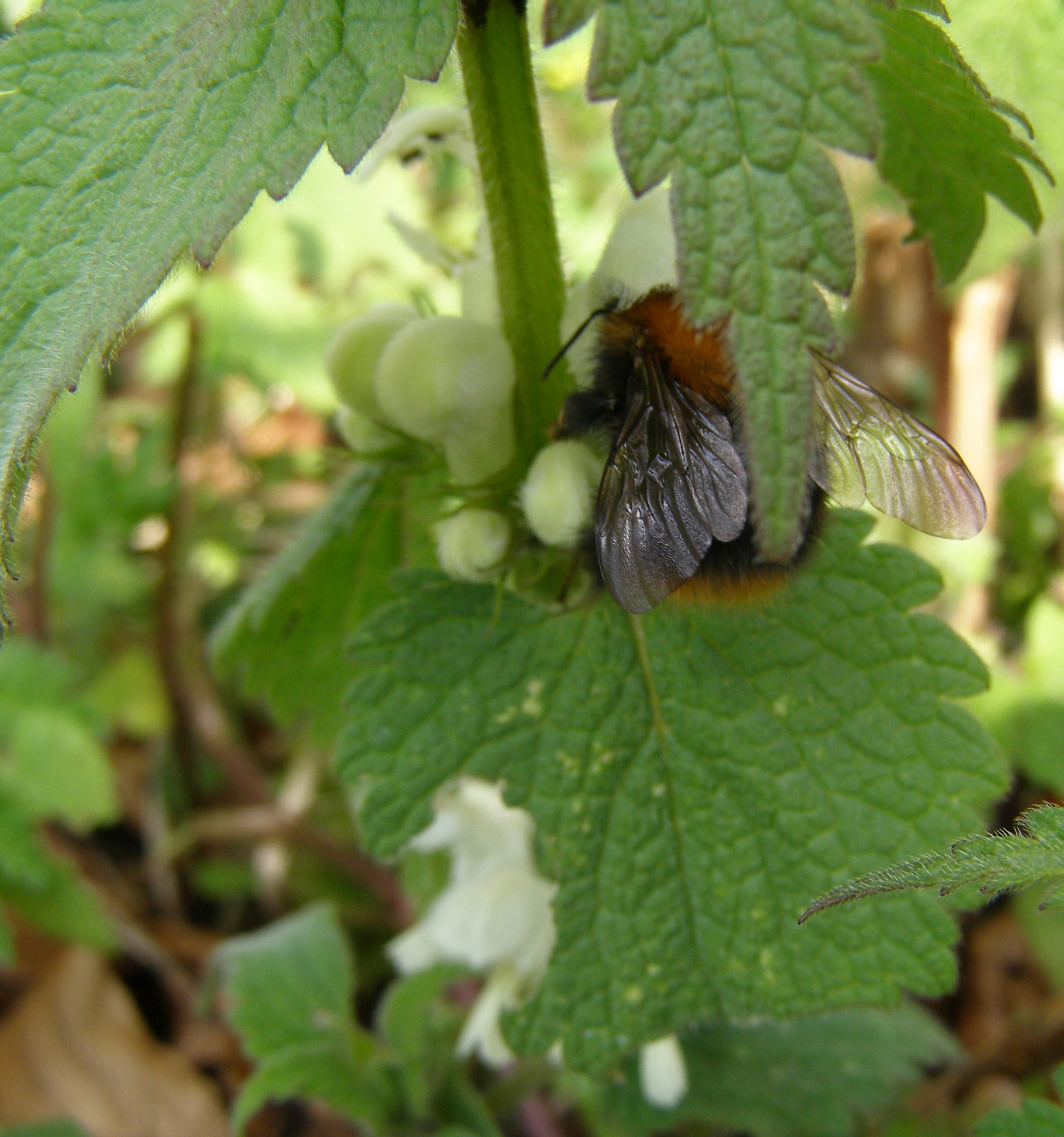 Verslag lezing ‘Wilde planten in de tuin’ door Margo van Beem op 27 ...